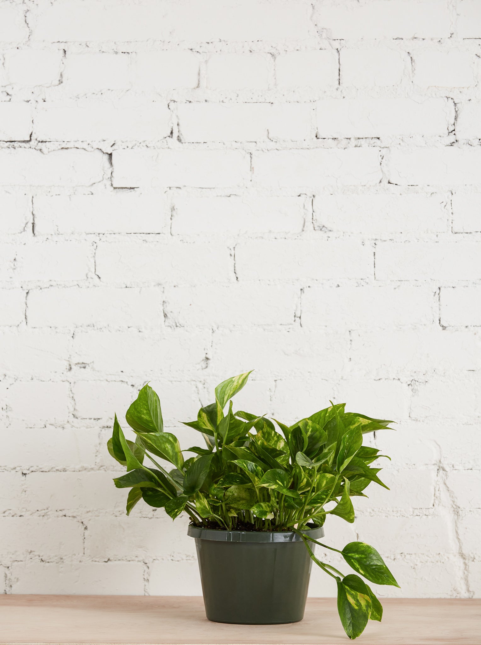Pothos – Oasis Plant Shop